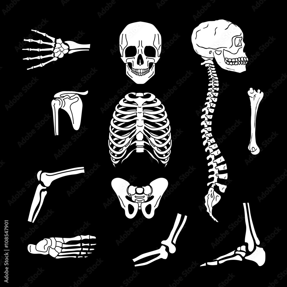 Human joints vector set. Orthopedic and spine symbols. Elbow and knee ...