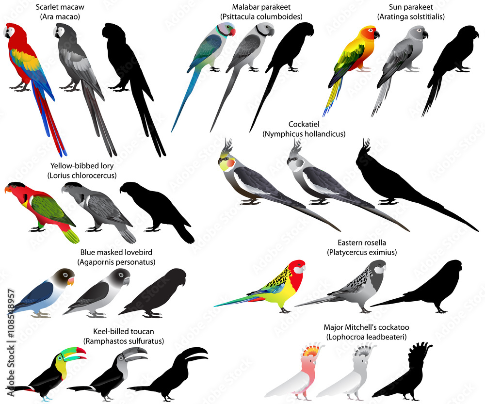 Collection of different species of parrots. Colour and black-and-white ...