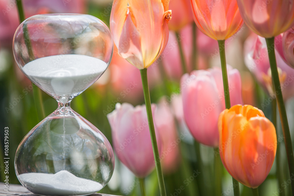 Foto de Spring flowers (tulips) with modern hourglass. Flowers blooming ...