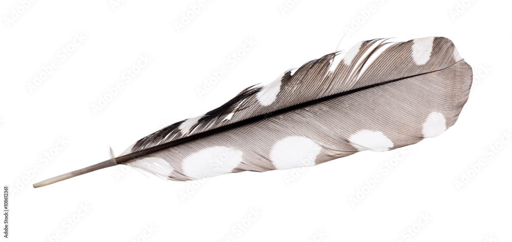 Fotografia do Stock: grey isolated straight feather in white spots ...