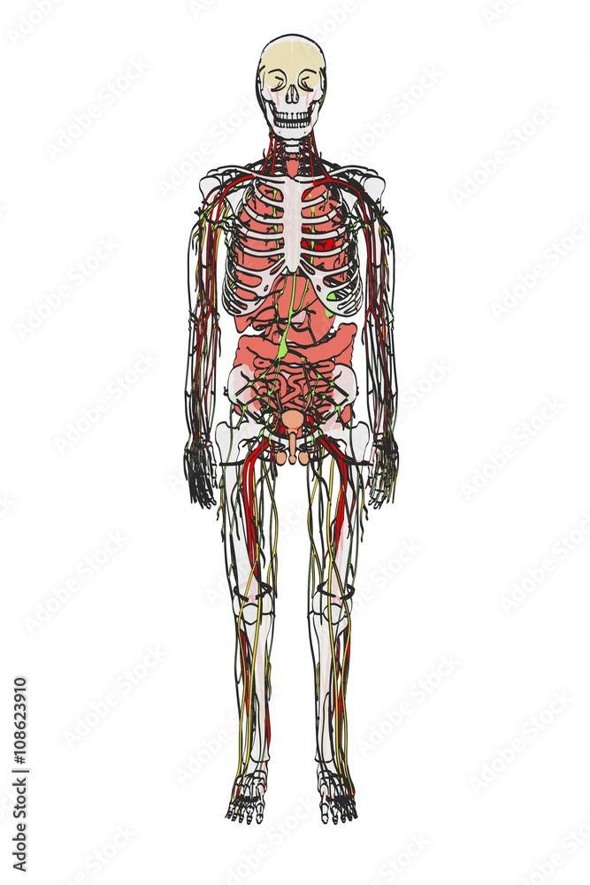2d cartoon illustration of human anatomy Stock Illustration | Adobe Stock
