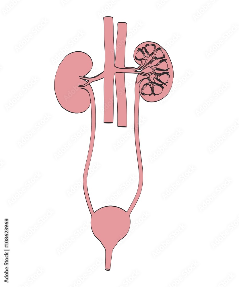 2d cartoon illustration of urinary system Stock Illustration | Adobe Stock