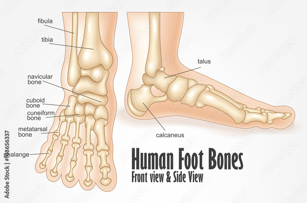 Human foot bones front and side view anatomy Stock Vector | Adobe Stock