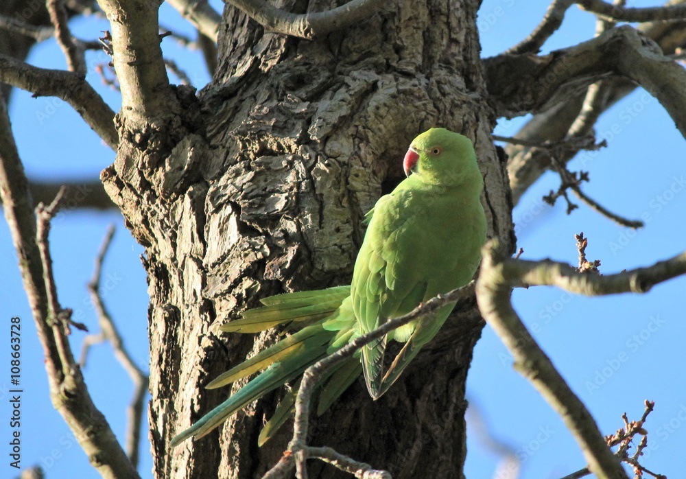 .rose-ringed parakeet (Psittacula krameri), known as the ring-necked ...