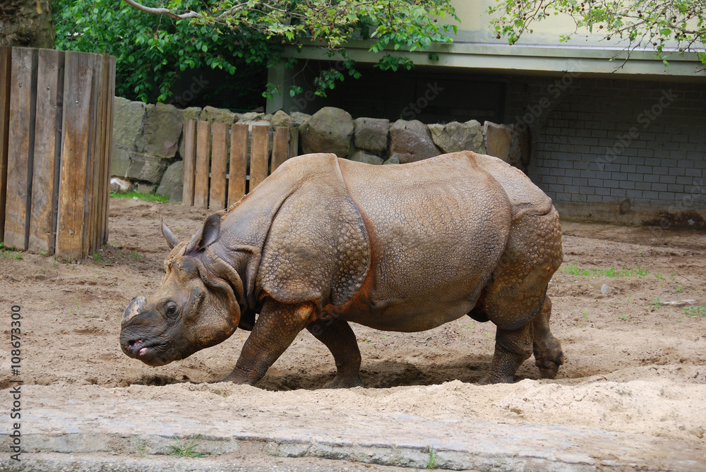 Rhinoceros also known as rhino, is a group of five extant species of ...