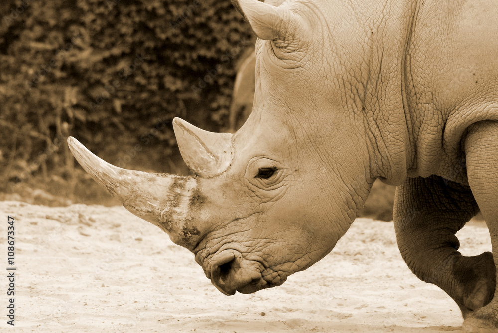 Rhinoceros also known as rhino, is a group of five extant species of ...