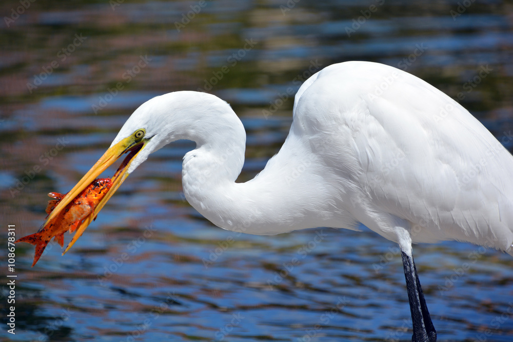 Egret Eat Fish