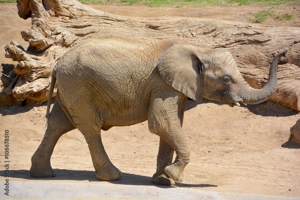 Elephants are large mammals of the family Elephantidae and the order ...