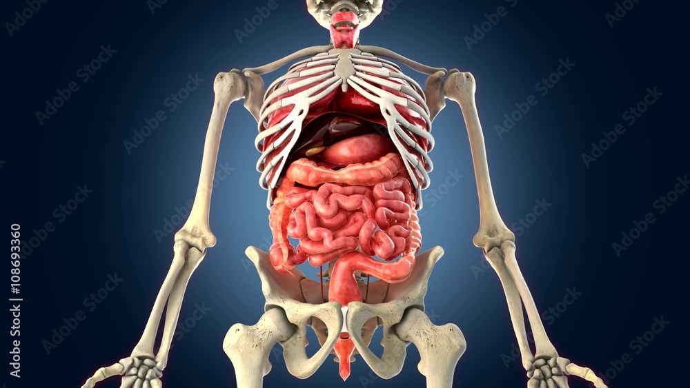 Skeleton with internal organs 3d render Stock Illustration | Adobe Stock