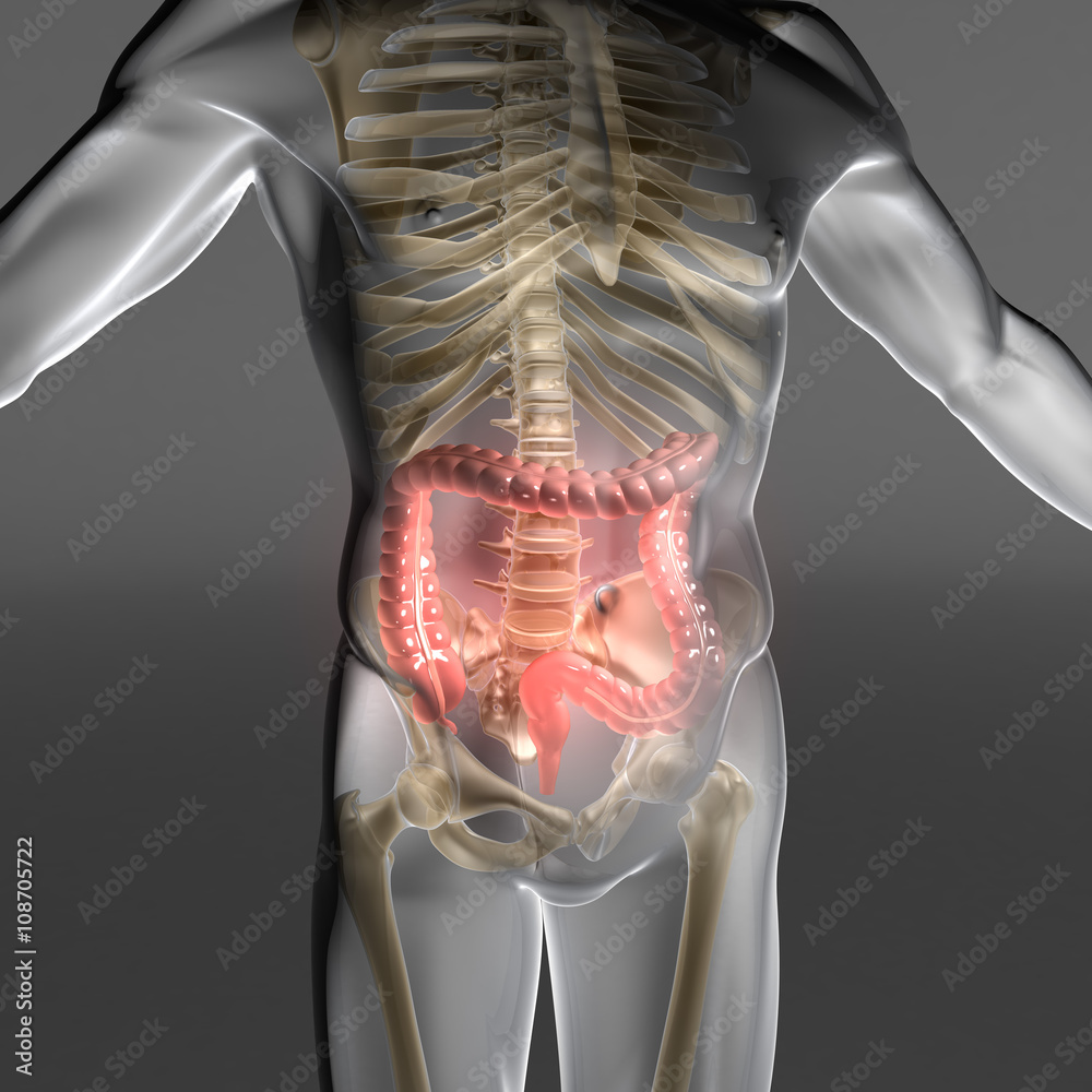 Dickdarm – Verdauungsorgan im menschlichen Körper Stock Illustration ...