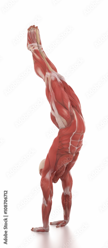 Anatomy muscle map white isolated - warm up pose Stock Illustration ...