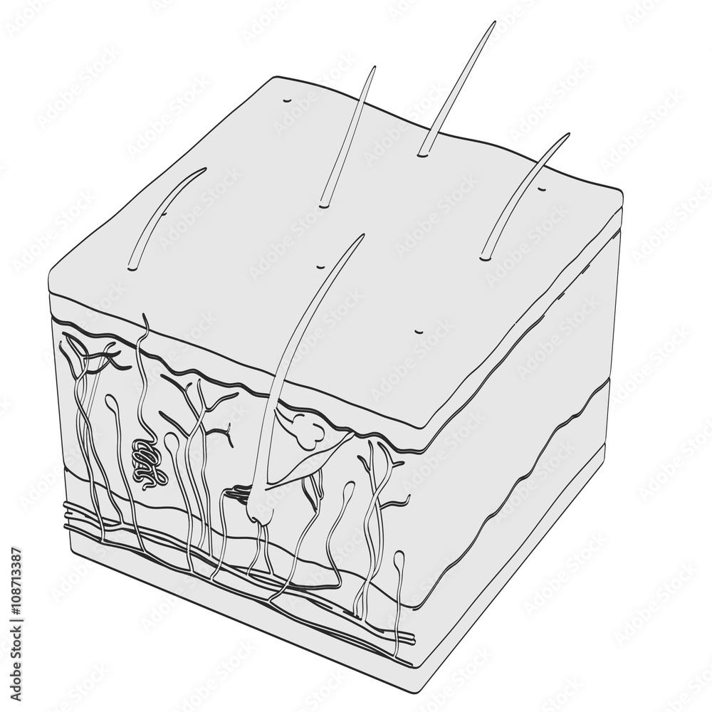 2d cartoon illustration of skin anatomy Stock Illustration | Adobe Stock