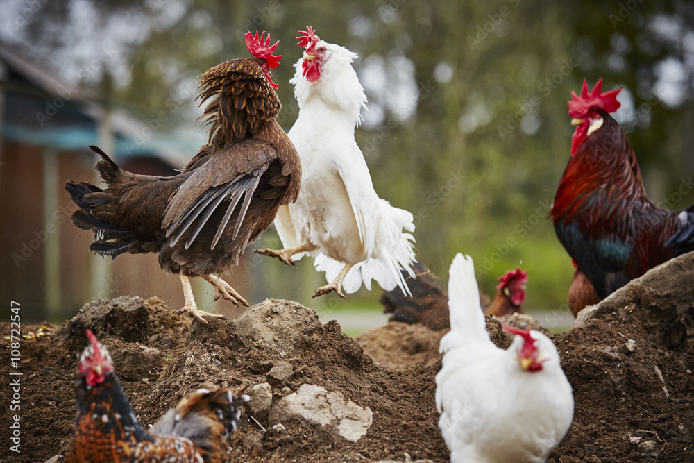 Fighting roosters Stock Photo | Adobe Stock