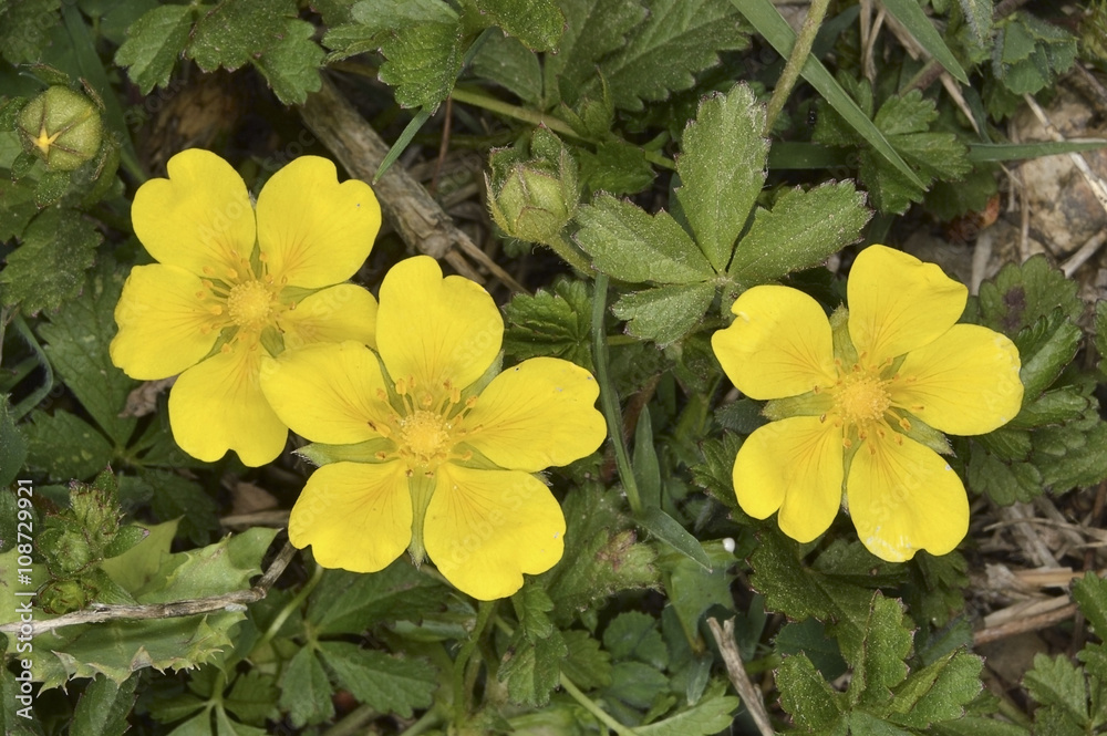 Potentilla reptans (creeping cinquefoil) a plant in the Rosaceae family ...