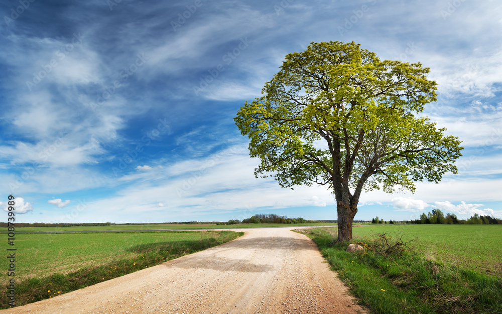 Beautiful lonely tree in spring near gravel road Stock-Foto | Adobe Stock