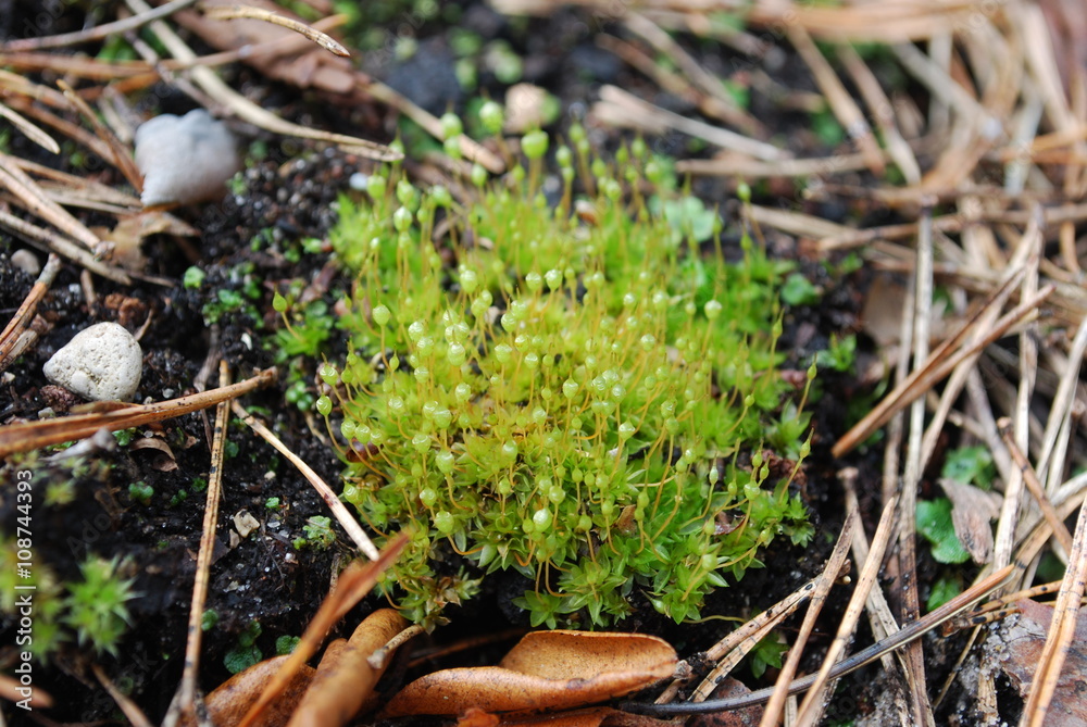 Bartramia pomiformis, the common apple-moss, is a species of moss in ...