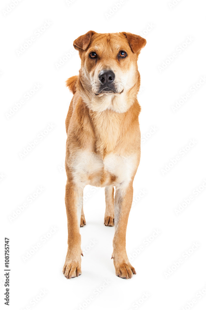 Standing Dog Front View Standing Dog Front View