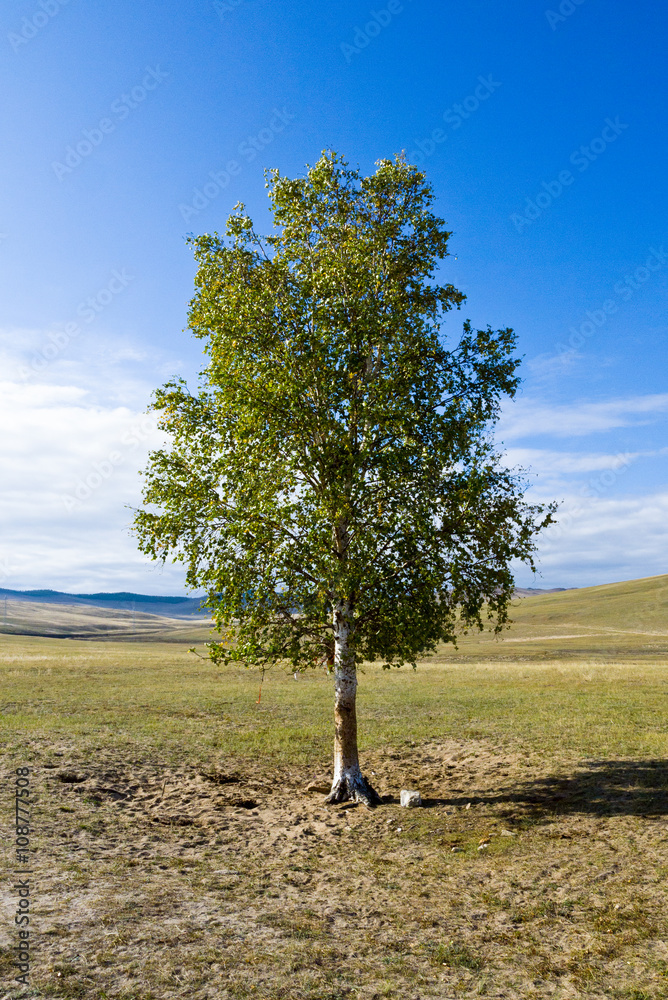 Arbre solitaire en Sibérie Russe Stock Photo | Adobe Stock