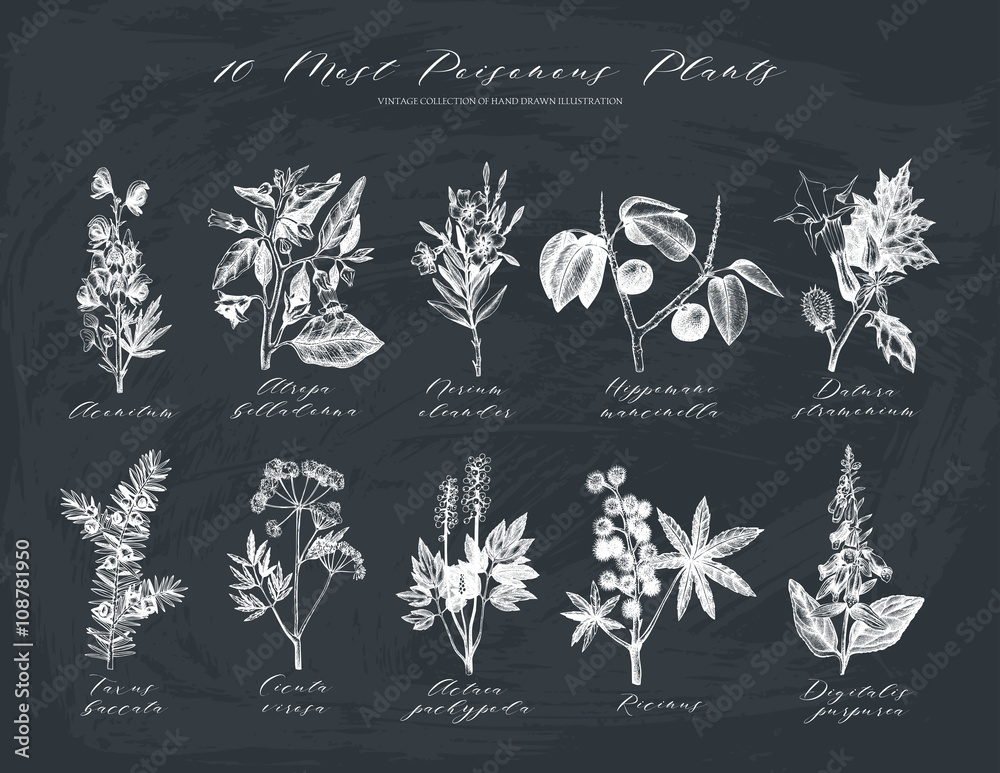 Vector Most Poisonous Plants Collection. Botanical hand drawn ...
