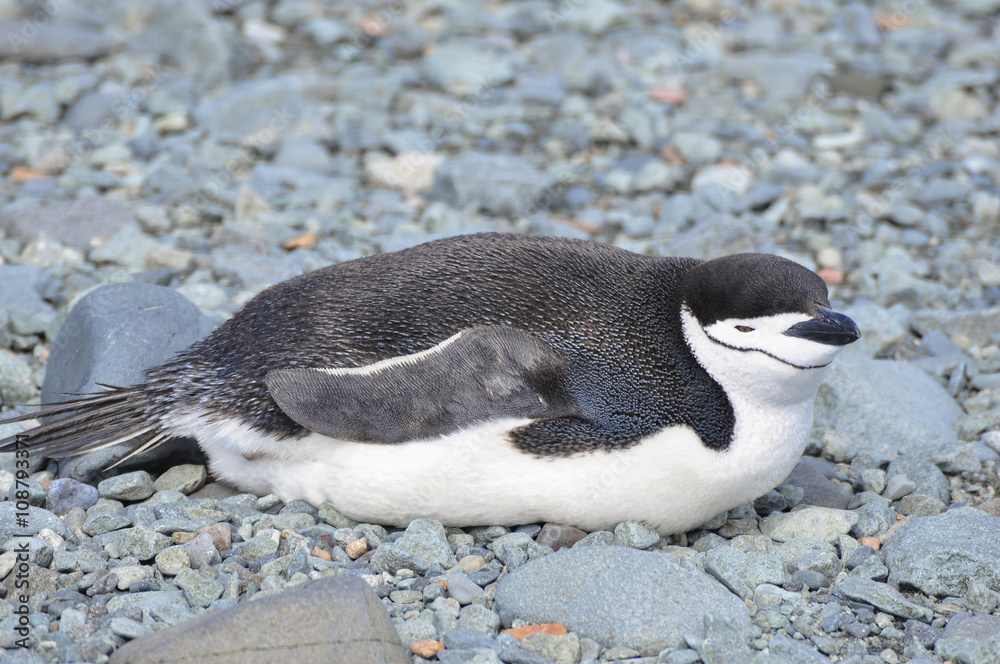 Chinstrap penguin Stock Photo | Adobe Stock