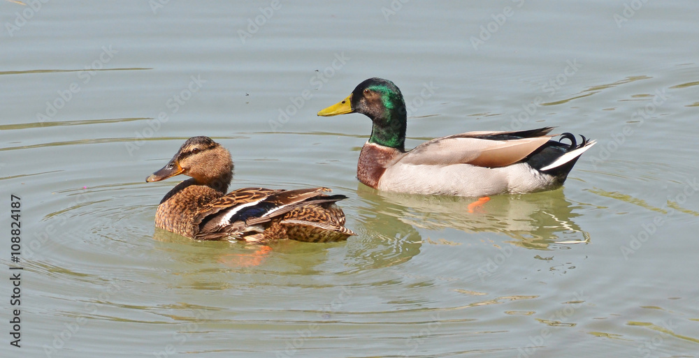 coppia di germani reali Stock Photo | Adobe Stock