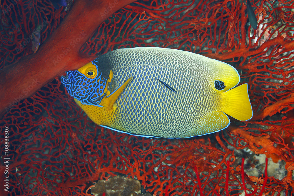 Blueface Angelfish
