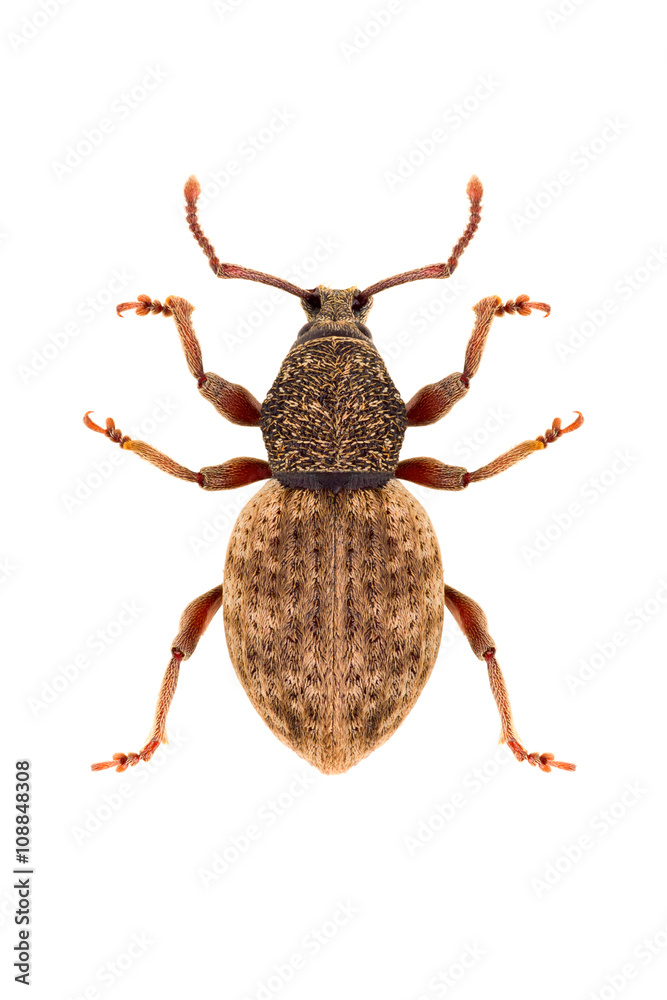 Weevil Otiorhynchus raucus isolated on white background, dorsal view ...