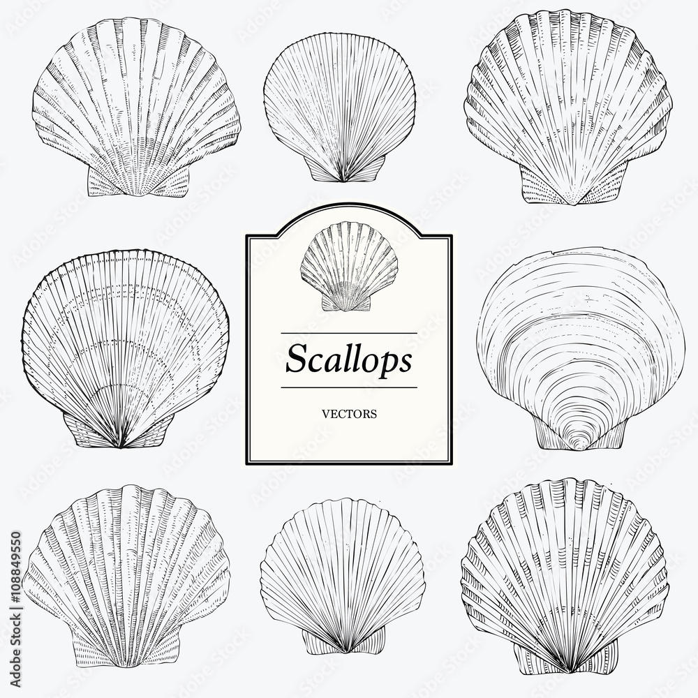 Hand Drawn Scallop Illustratons Stock Vector | Adobe Stock