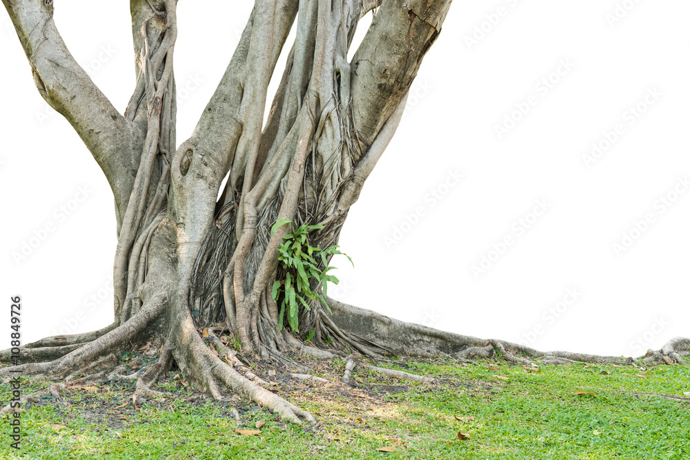 Roots of a tree isolated on white background. Stock Photo | Adobe Stock