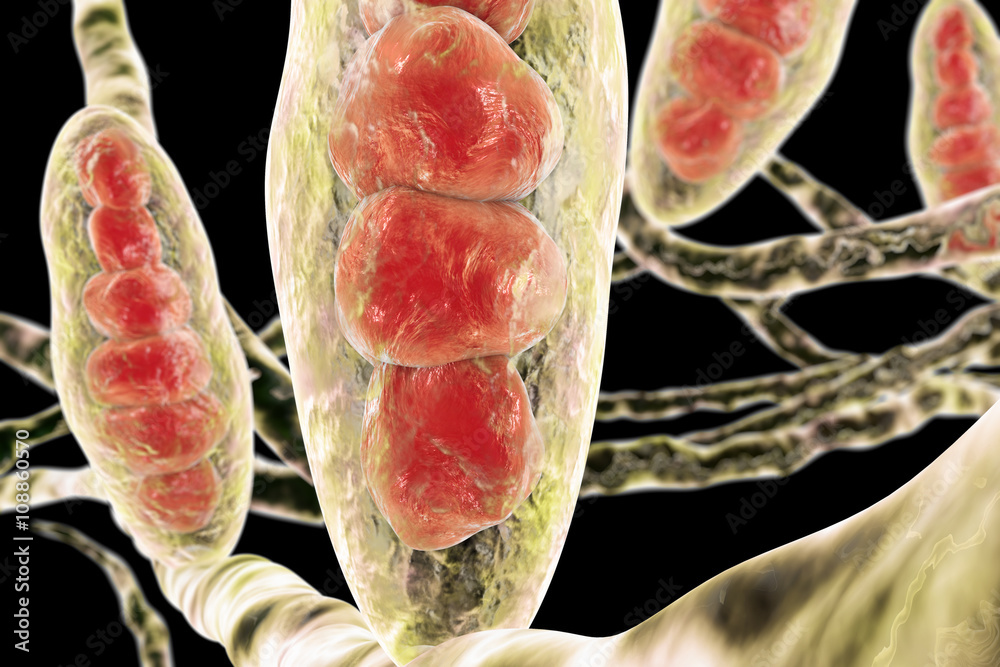 Fungus Trichophyton mentagrophytes. Macroconidia (multi-celled bodies ...