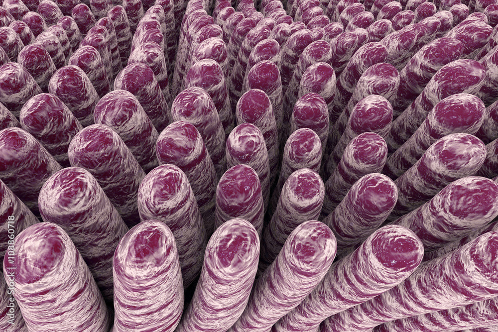Microscopic view of intestinal villi. Intestinal environment, close-up ...