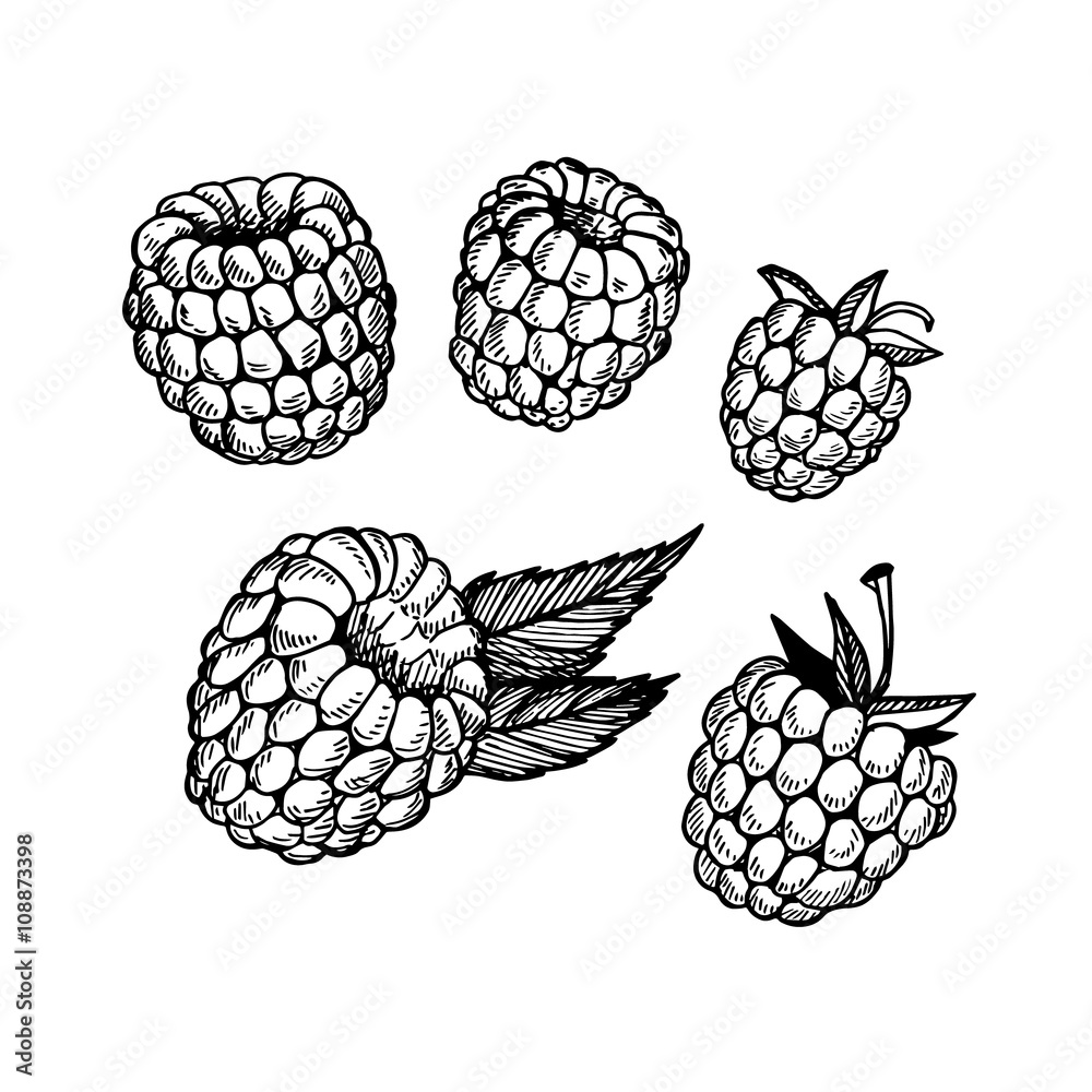 Raspberry Illustration Vintage