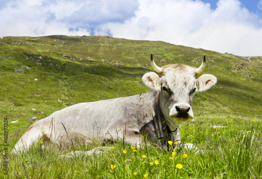Kuh auf der Alm Stock-Foto | Adobe Stock
