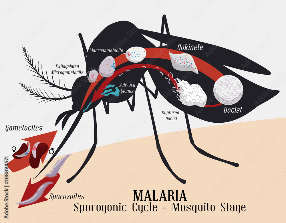 Poster Malarian Plasmodium Life Cycle: Mosquito Infection, Vector Illustration – Wall Art ...
