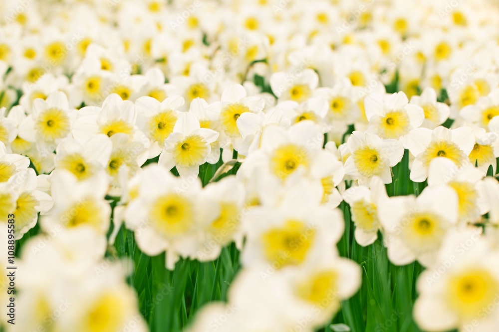 Narzissen im Feld Stock Photo | Adobe Stock