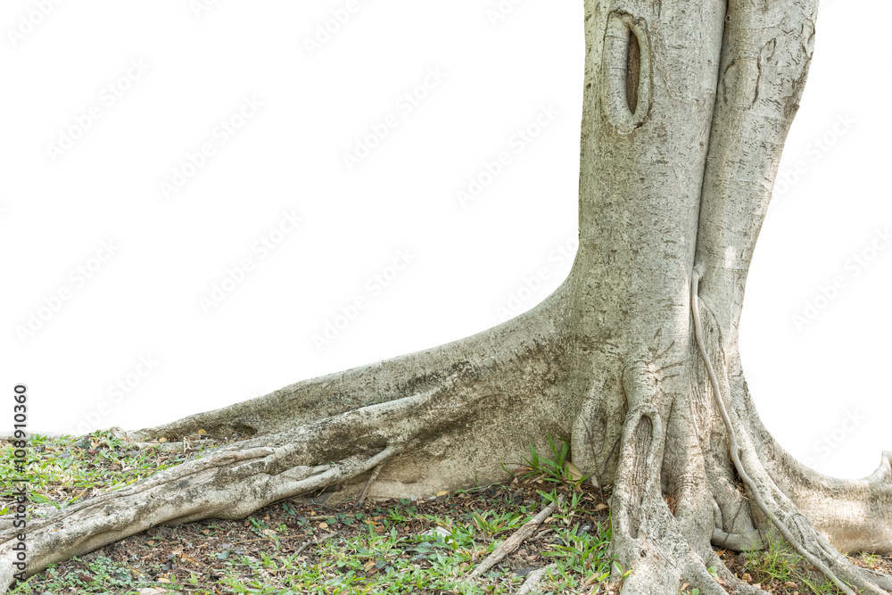 Roots of a tree isolated on white background. This has clipping path ...