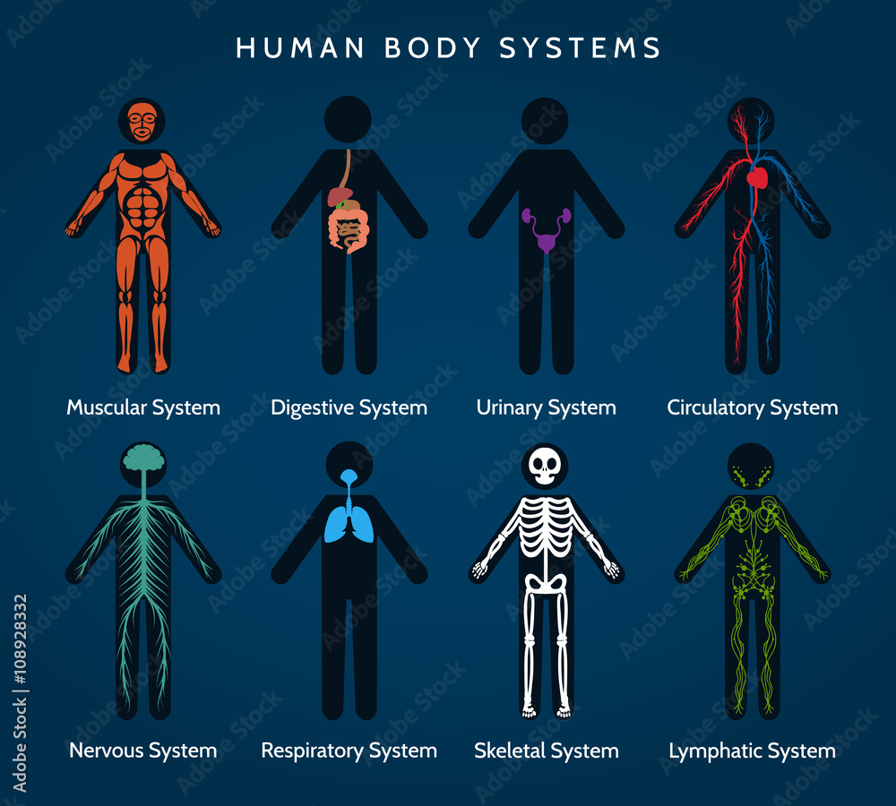 Human Body Anatomy. Body systems. Skeletal and muscular, nervous ans ...