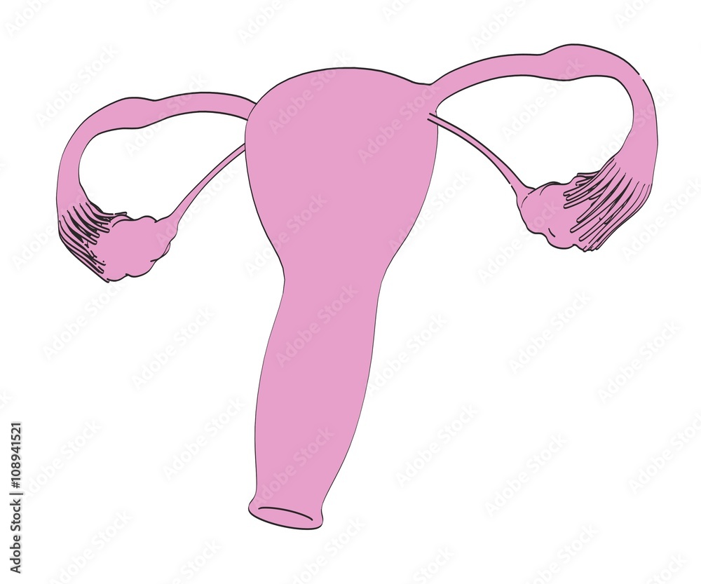 2d cartoon illustration of female reproductive system Stock ...