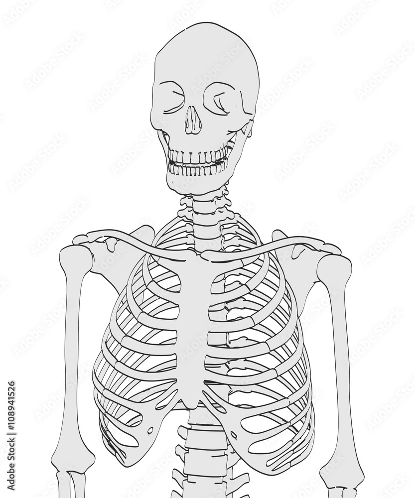 2d Cartoon Illustration Of Female Skeleton Stock Illustration Adobe Stock