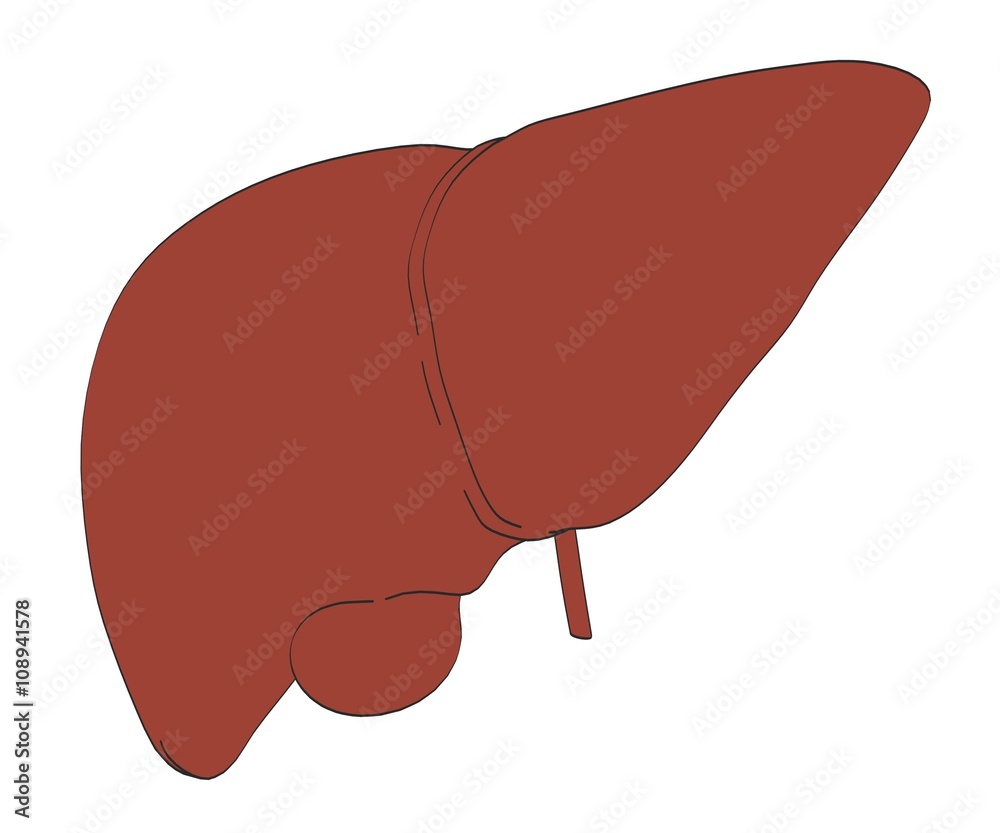 2d cartoon illustration of liver Stock Illustration | Adobe Stock