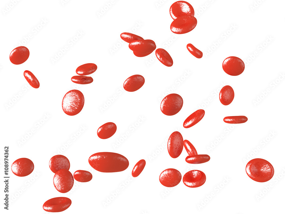 Red blood cells erythrocytes in interior of arterial or capillary blood ...