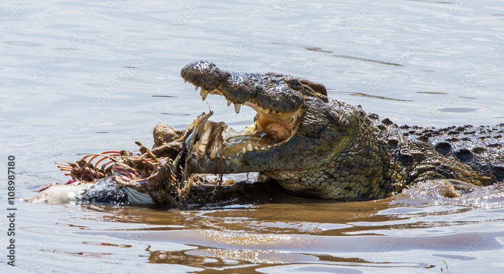 Crocodiles Eating Wildebeest