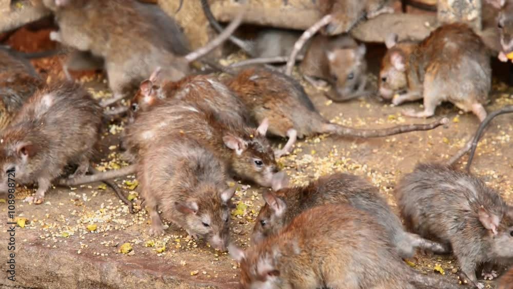 Large group of rats running around in Karni Mata temple in India. Stock ...