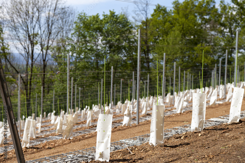 Perspective of young vine stocks, new plantation, covered with ...