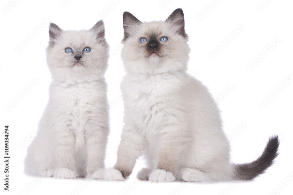 Zwei Ragdoll Kätzchen sitzen auf weißem Hintergrund -Freisteller Stock ...