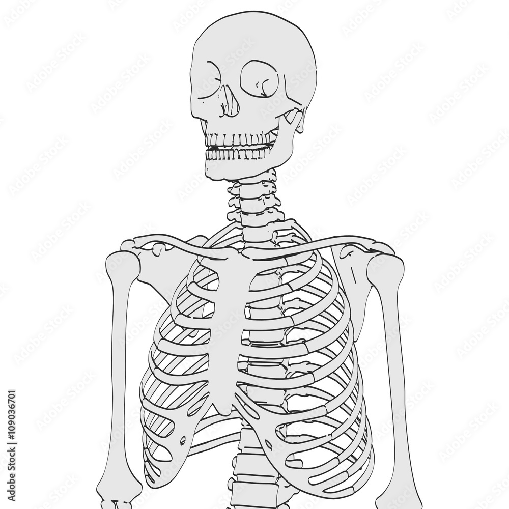 2d cartoon illustration of human skeleton Stock Illustration | Adobe Stock