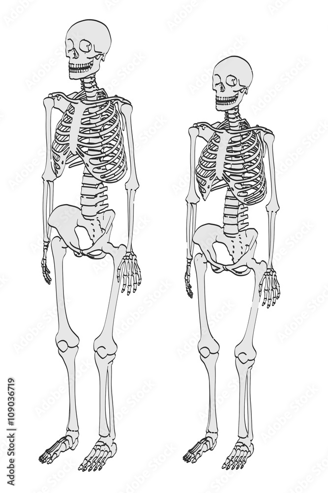 2d cartoon illustration of skeletons - male and female Stock ...