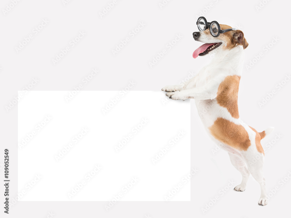 Happy small dog holding pushing white empty paper board (placard ...