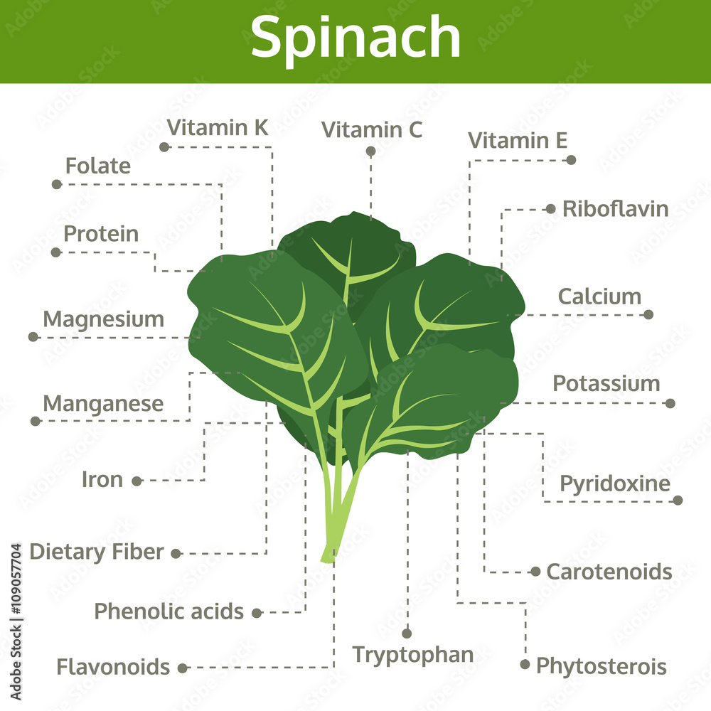 spinach nutrient of facts and health benefits, info graphic vector ...