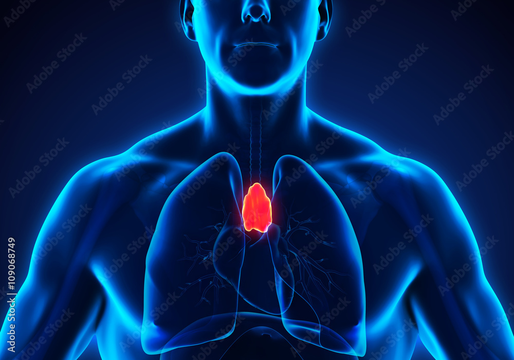 Human Thymus Anatomy Illustration. 3D render Stock Illustration | Adobe ...